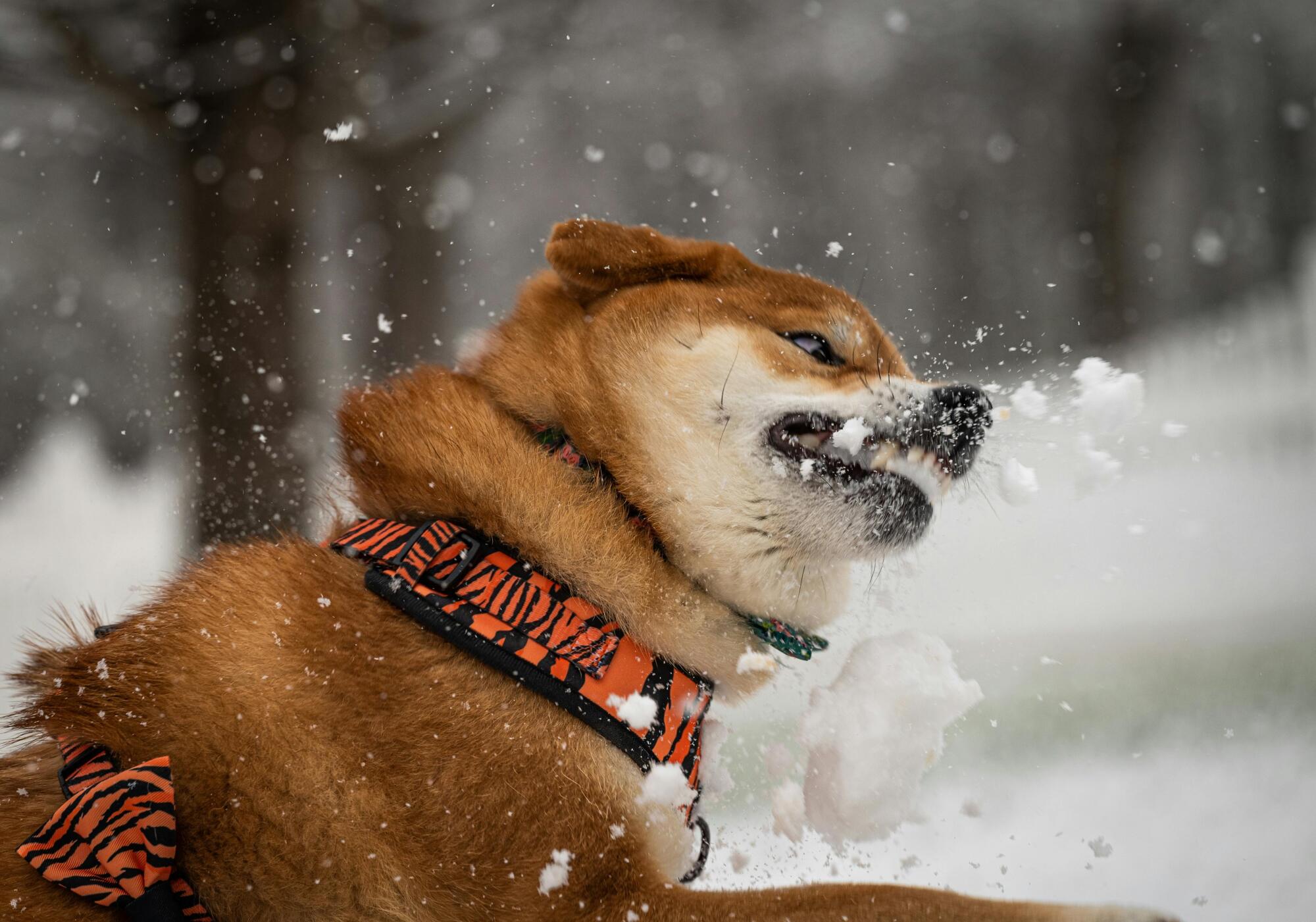 Dog Bite Lawyer Expertise: Fight for Justice | BDIW Law