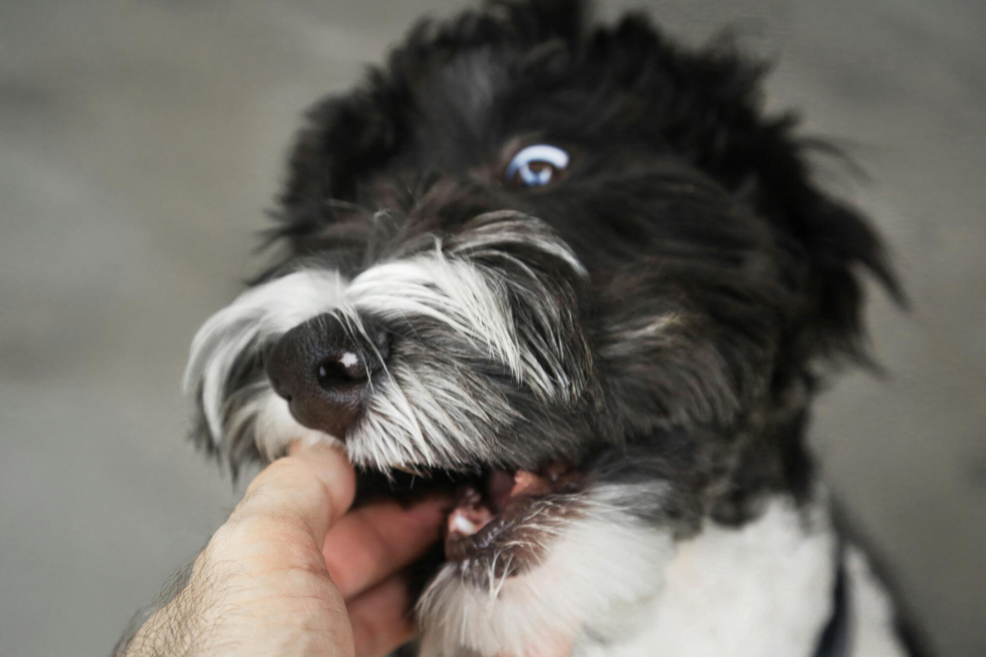 4 Essential Tips for Navigating Your Dog Bite Case | BDIW Law